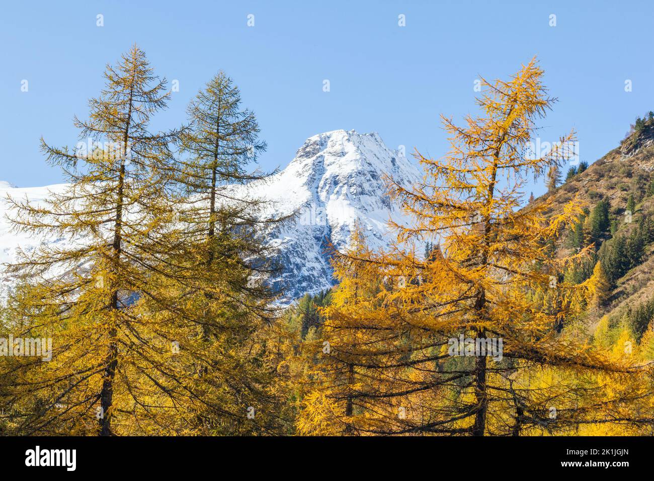 Top view european larch tree hi-res stock photography and images - Alamy