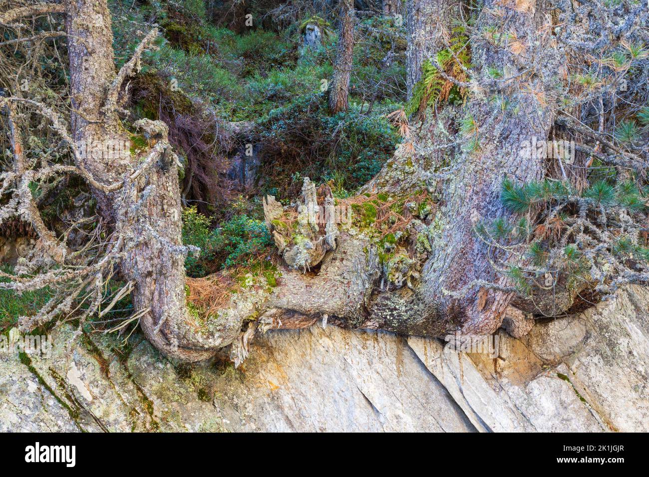 Old growth Pine tree on a rock Stock Photo - Alamy