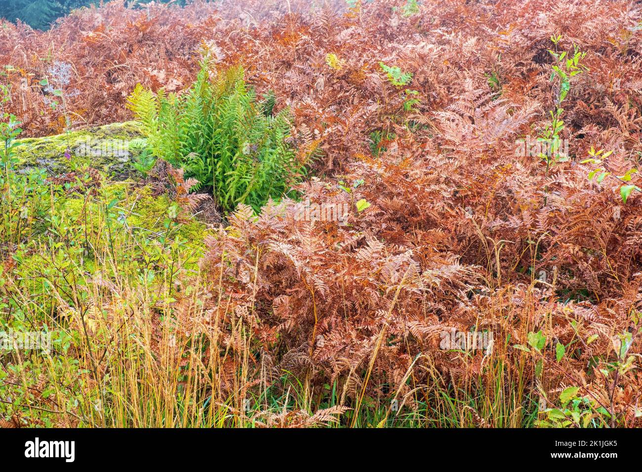 Woodland ferns in full autumn hi-res stock photography and images - Alamy
