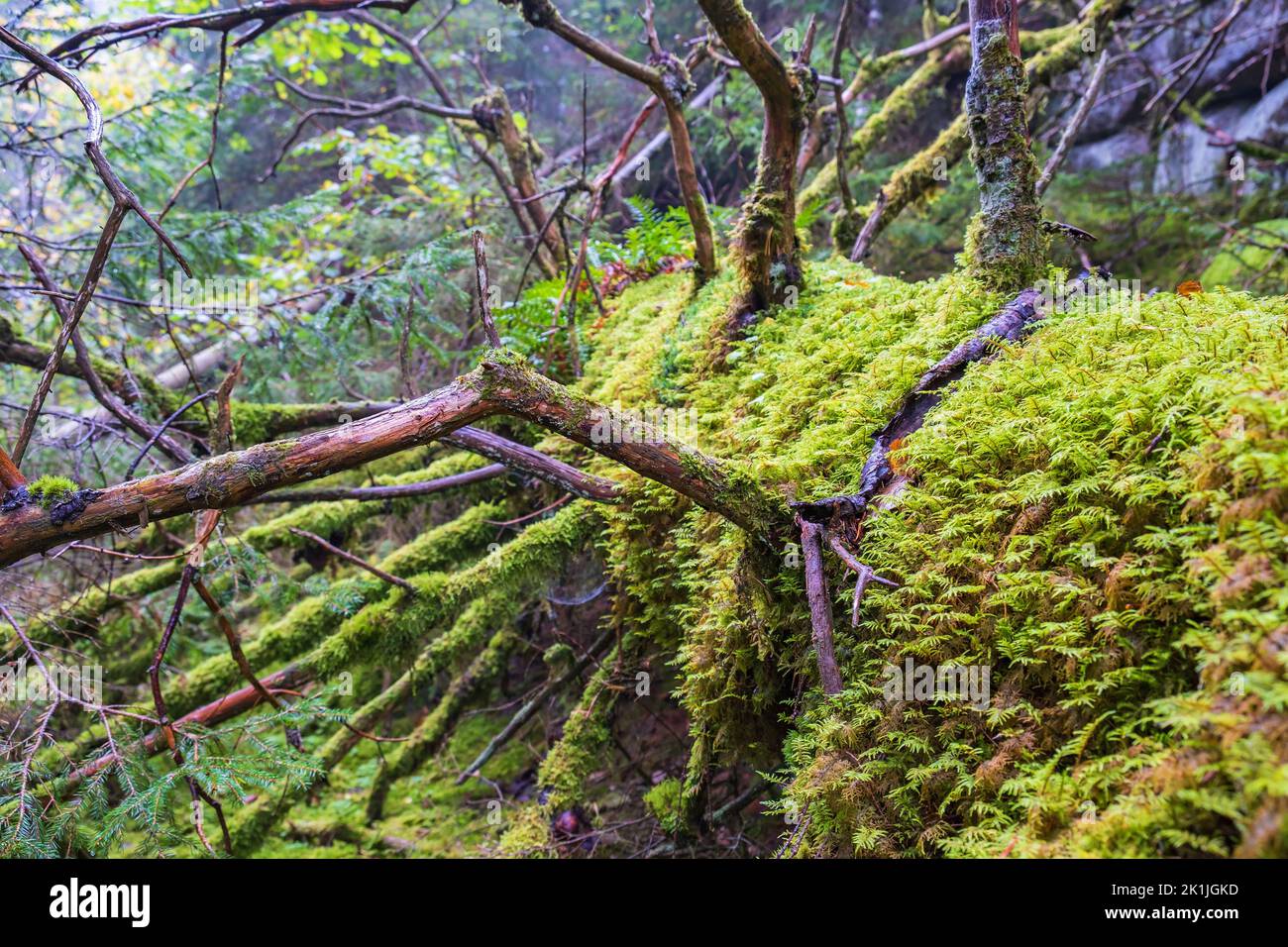 Mossy old fallen tree in the forest Stock Photo - Alamy