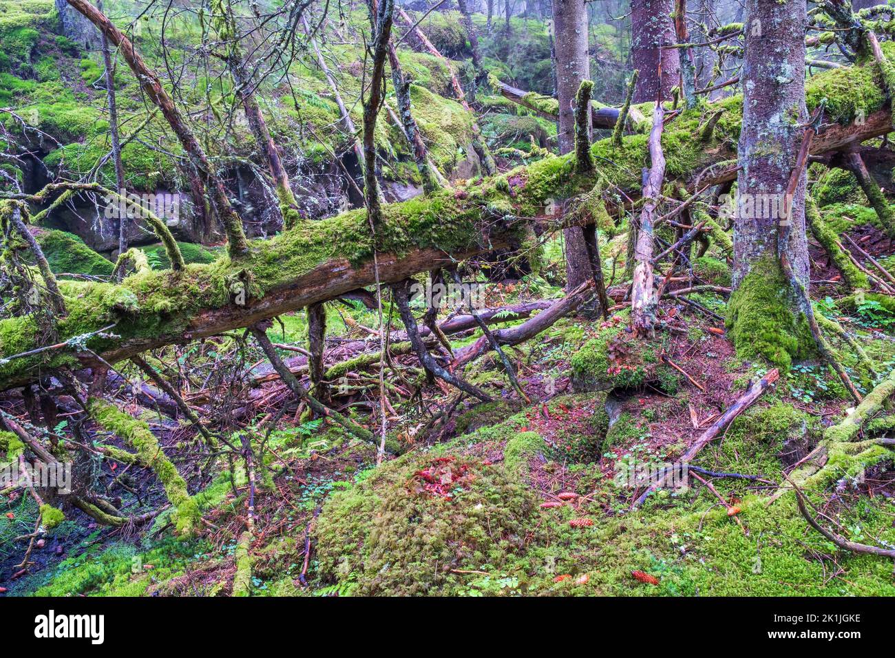 Fallen tree covered with green moss in the woodland Stock Photo - Alamy