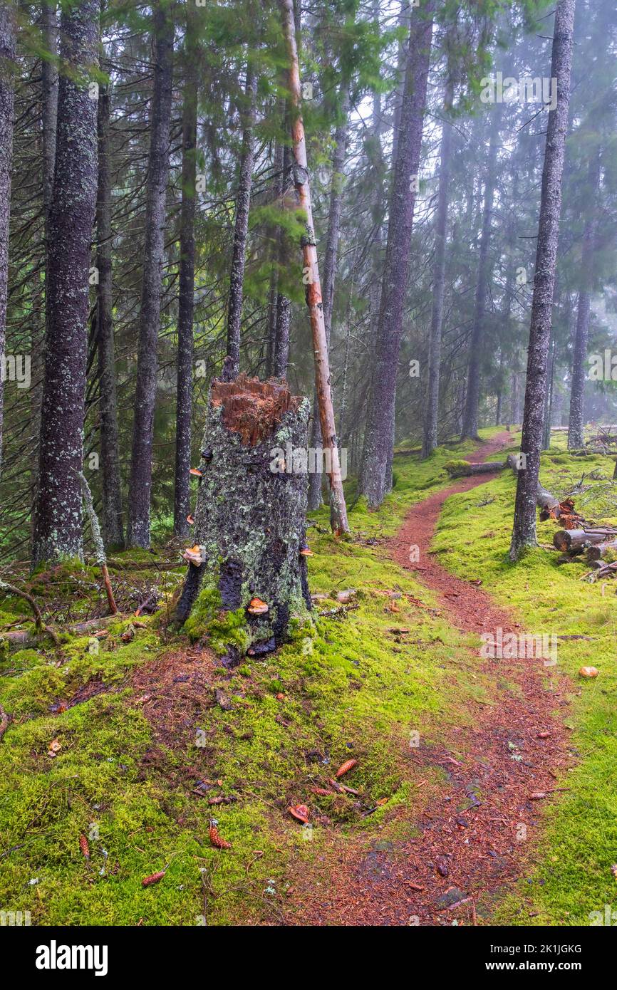 Winding path in the forest by a tree stump Stock Photo - Alamy
