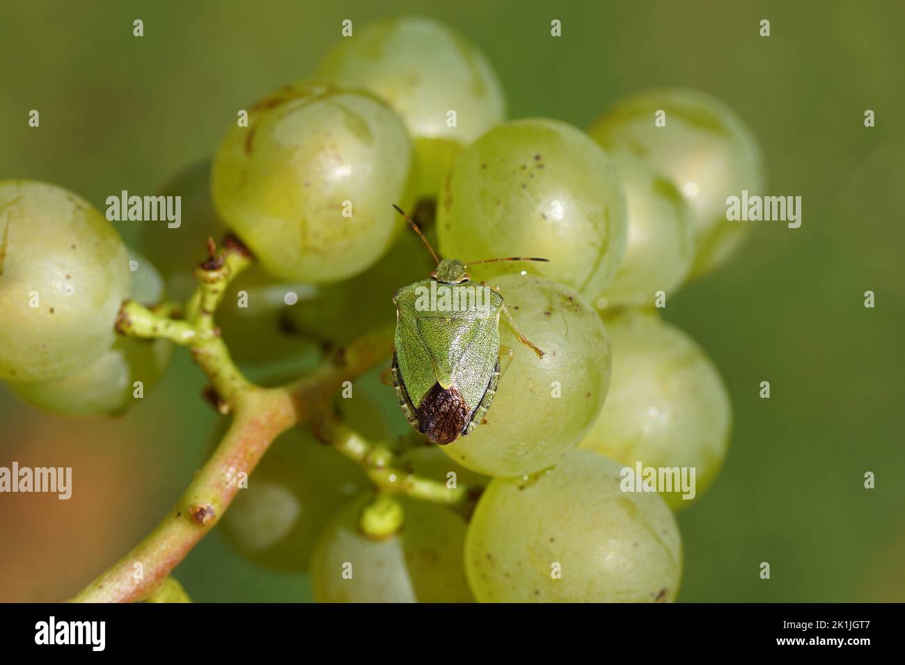 Closeup of a Green shield bug (Palomena prasina), family Pentatomidae ...