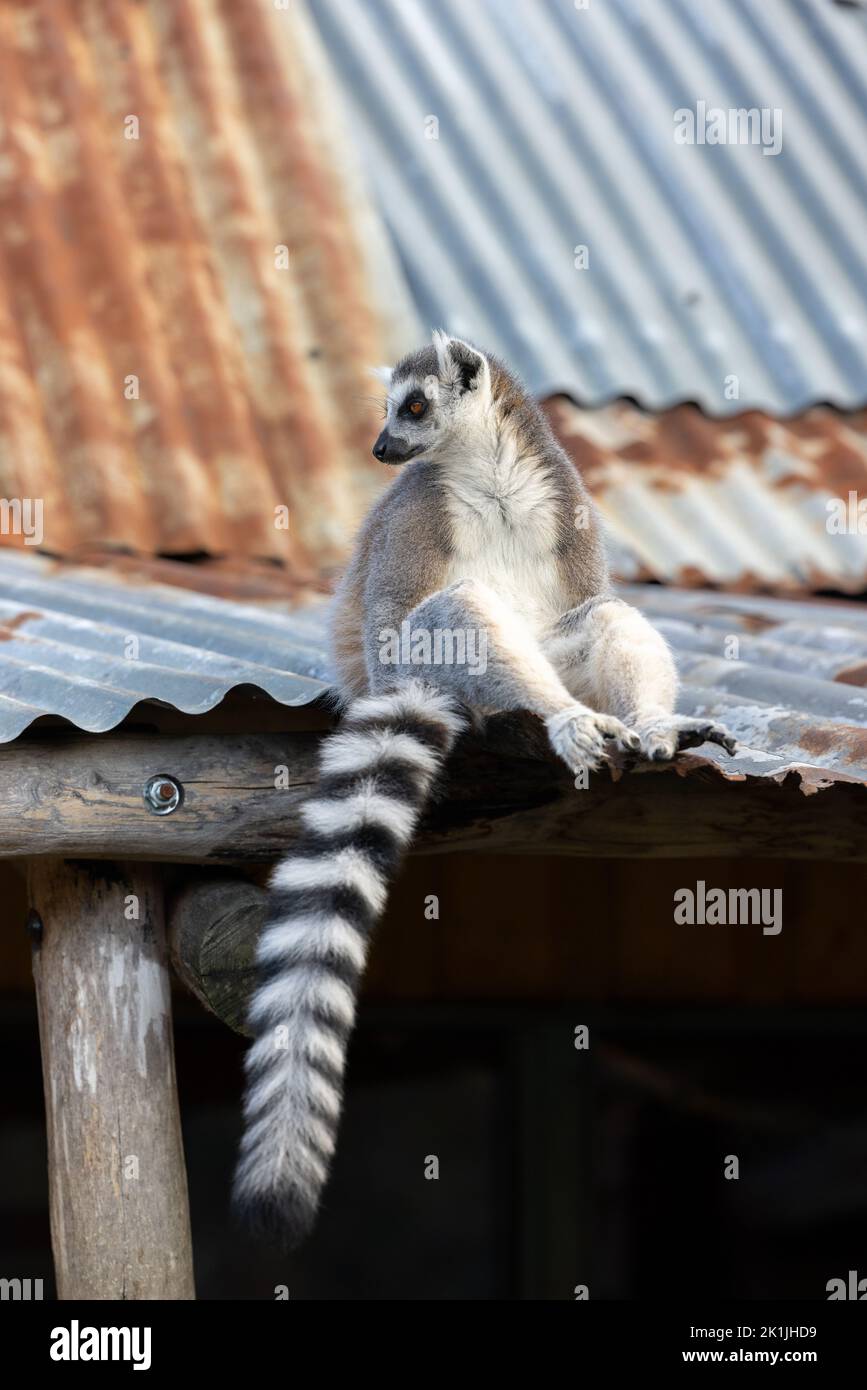 A vertical shot of a Ringtailed lemur sitting on the roof of an old ...