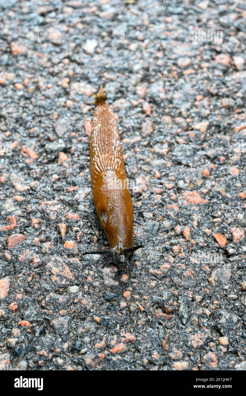 Spanish slug Arion vulgaris on dark wet tarmac Stock Photo - Alamy