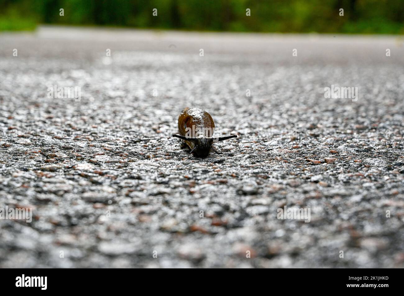 Spanish slug Arion vulgaris on dark wet tarmac Stock Photo - Alamy