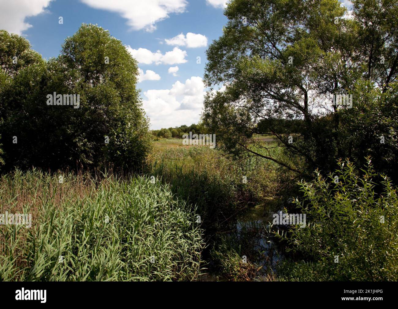A scenic view of green trees on a sunny day under a cloudy blue sky ...