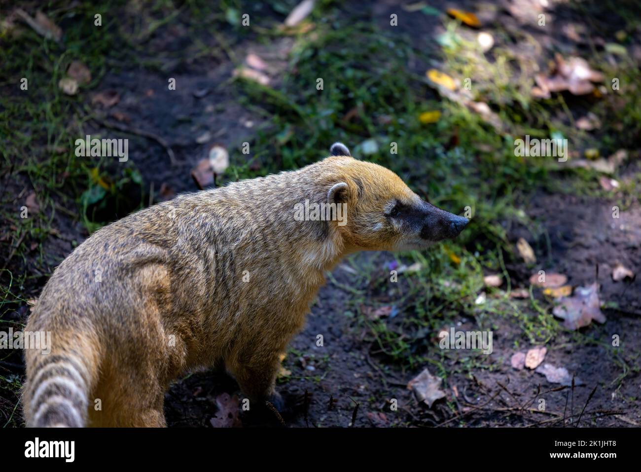 Coati red hi-res stock photography and images - Alamy
