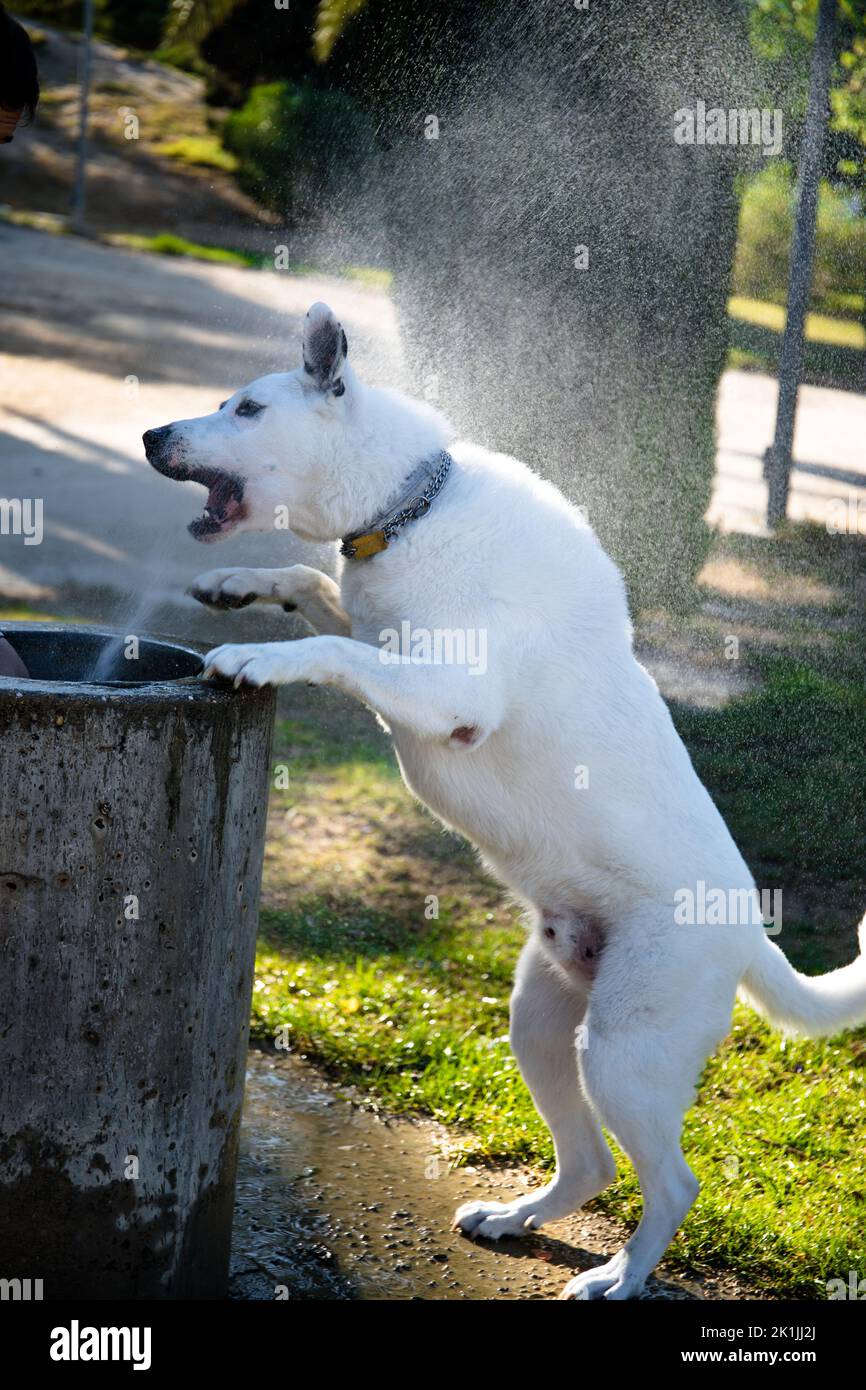 A cute white Swiss Shepherd with an open mouth leaning on a splashing ...