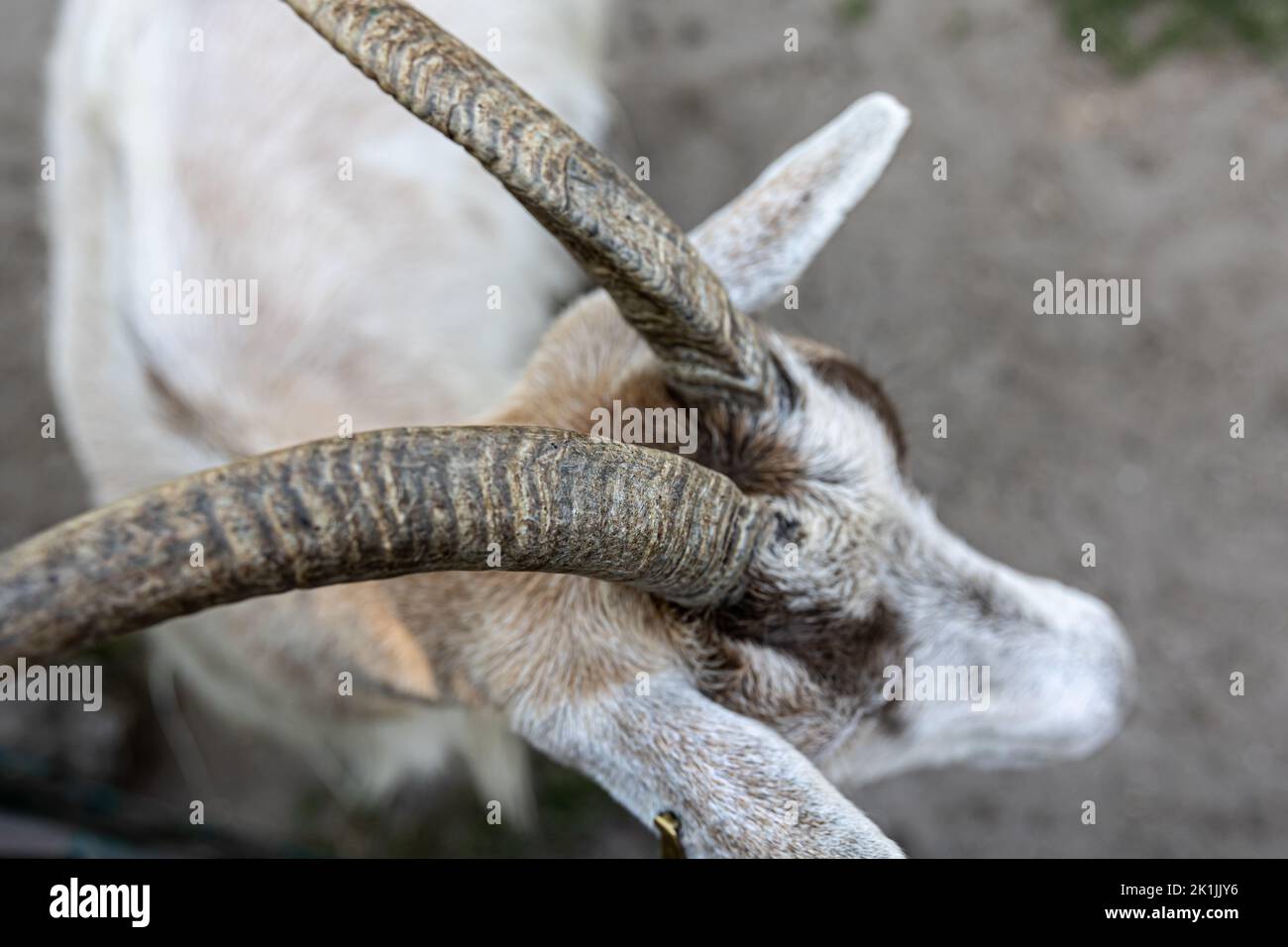 Close-up, beautiful textured goat horns, top view Stock Photo - Alamy
