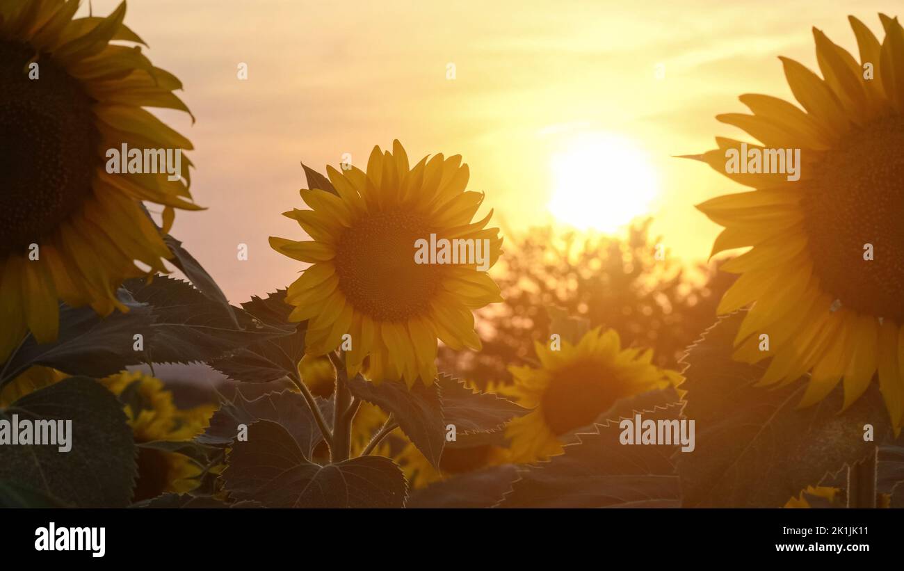 Blooming sunflowers on evening field at back sunset Stock Photo - Alamy