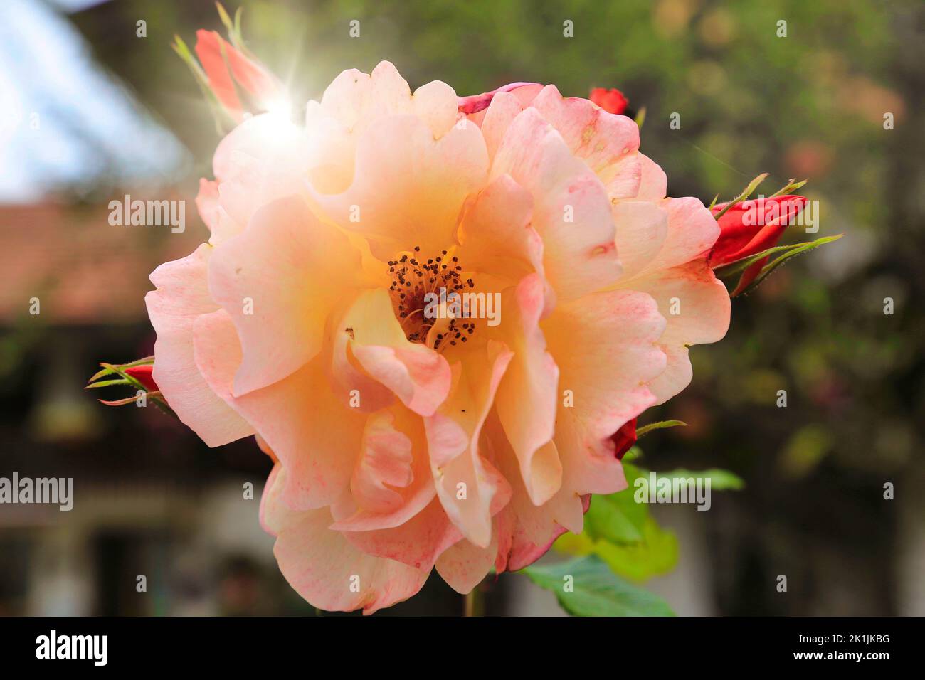 Flora rose flower plant hi-res stock photography and images - Alamy