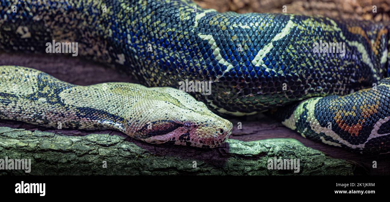 a closeup of Boa constrictor snake Stock Photo - Alamy