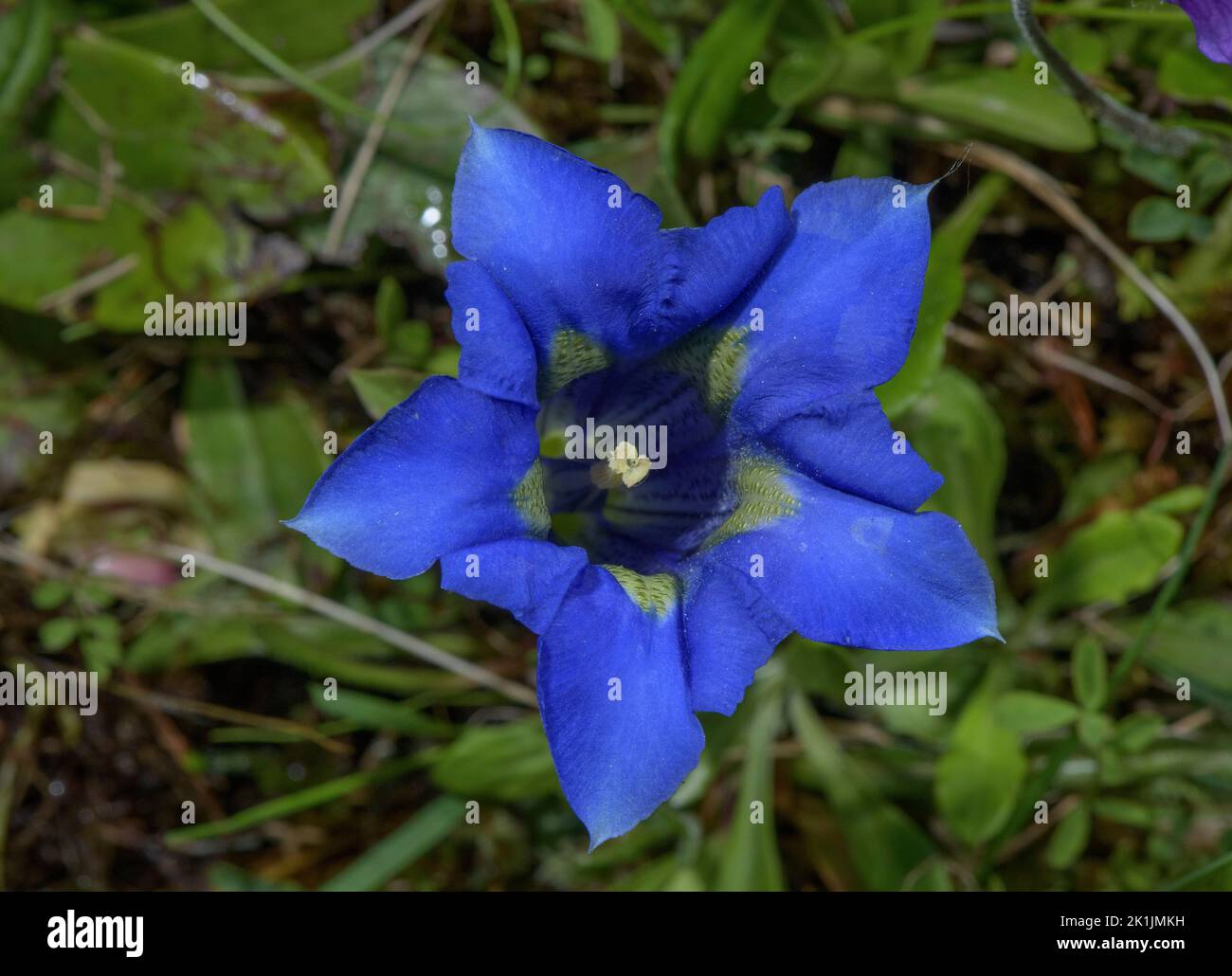 Pyrenean Trumpet Gentian, Gentiana occidentalis, in flower in the ...
