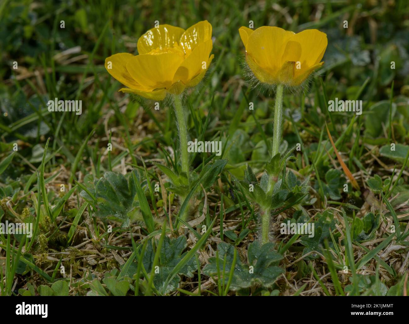 Gouans buttercup ranunculus gouanii hi-res stock photography and images ...