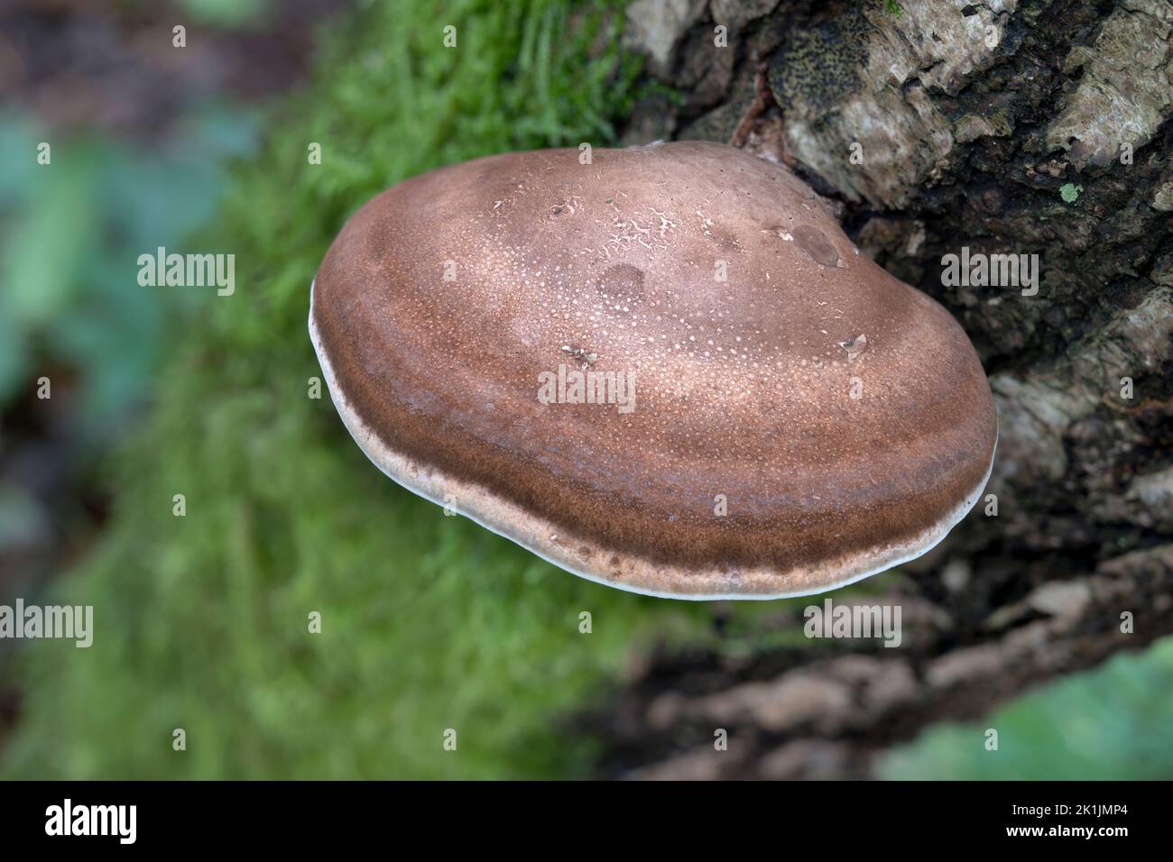 Birch Polypore, Piptoporus betulinus, mature bracket growing on silver ...