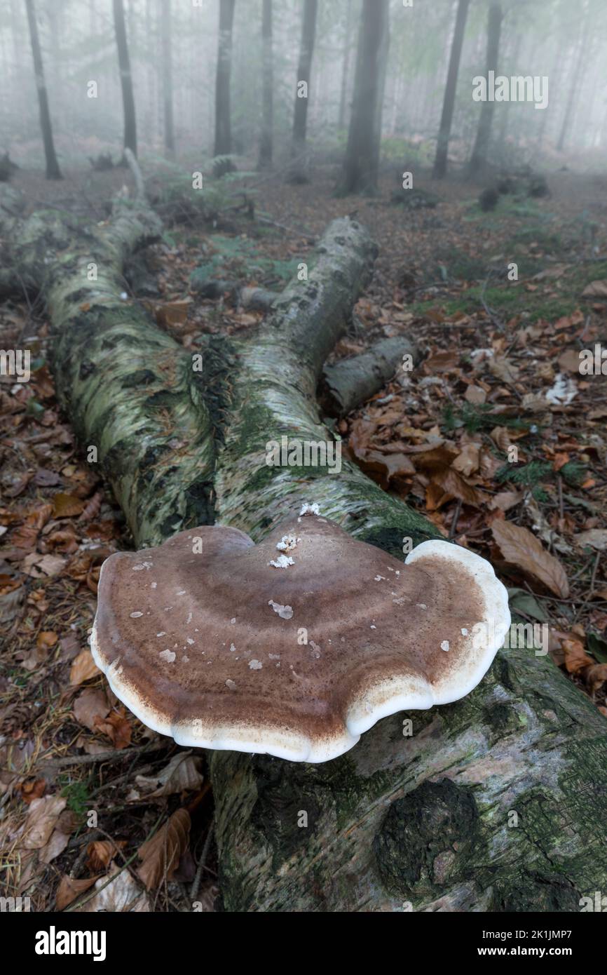 Birch Polypore, Piptoporus betulinus, mature bracket growing on silver ...