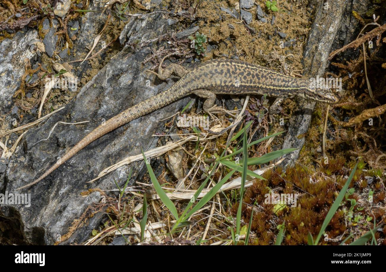 Common Lizard or viviparous lizard, Zootoca vivipara, in the Pyrenees ...