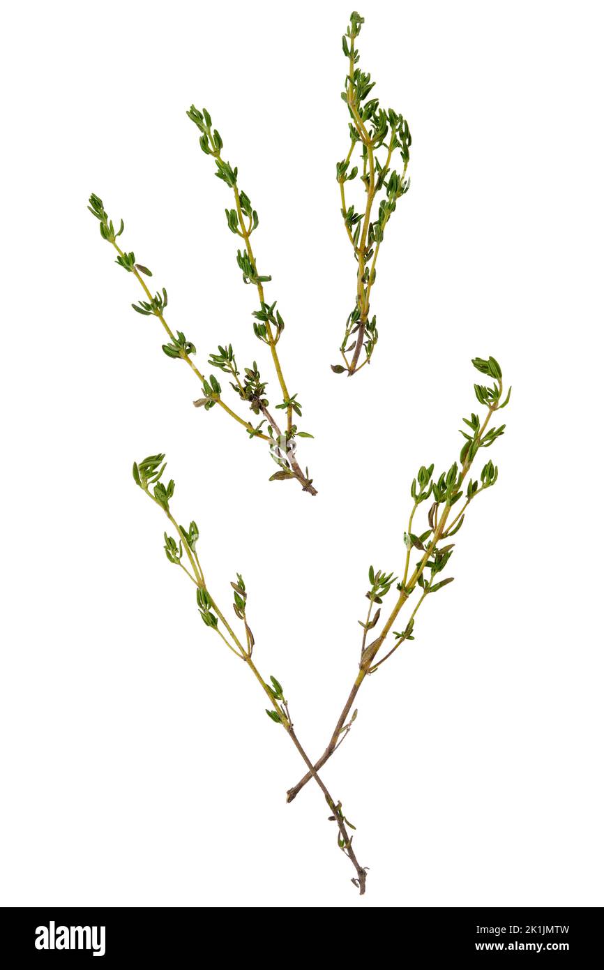 Scattered twigs hi-res stock photography and images - Alamy