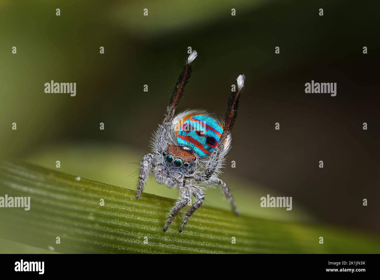 Male Peacock spider (Maratus speciosus) dancing to impress a potential ...