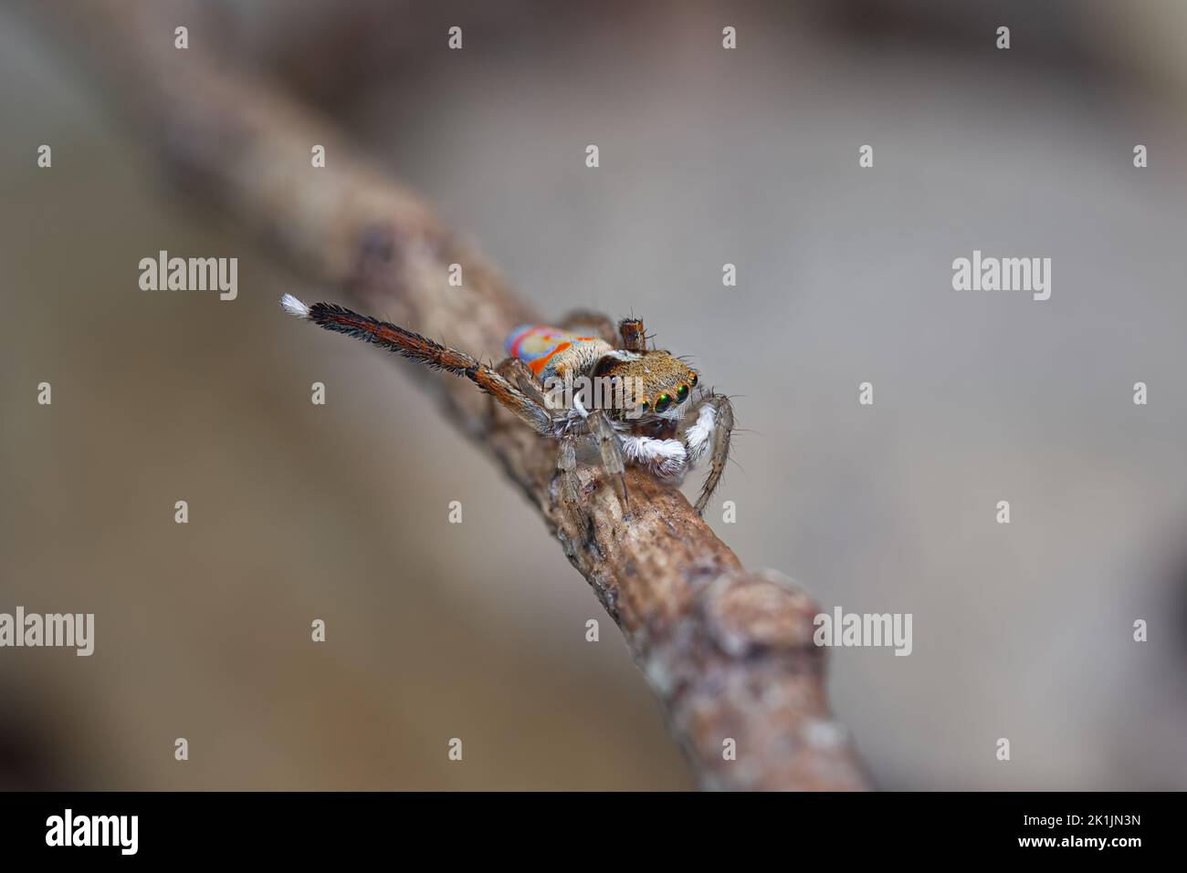 Male Peacock spider (Maratus pavonis) in his breeding colours Stock ...