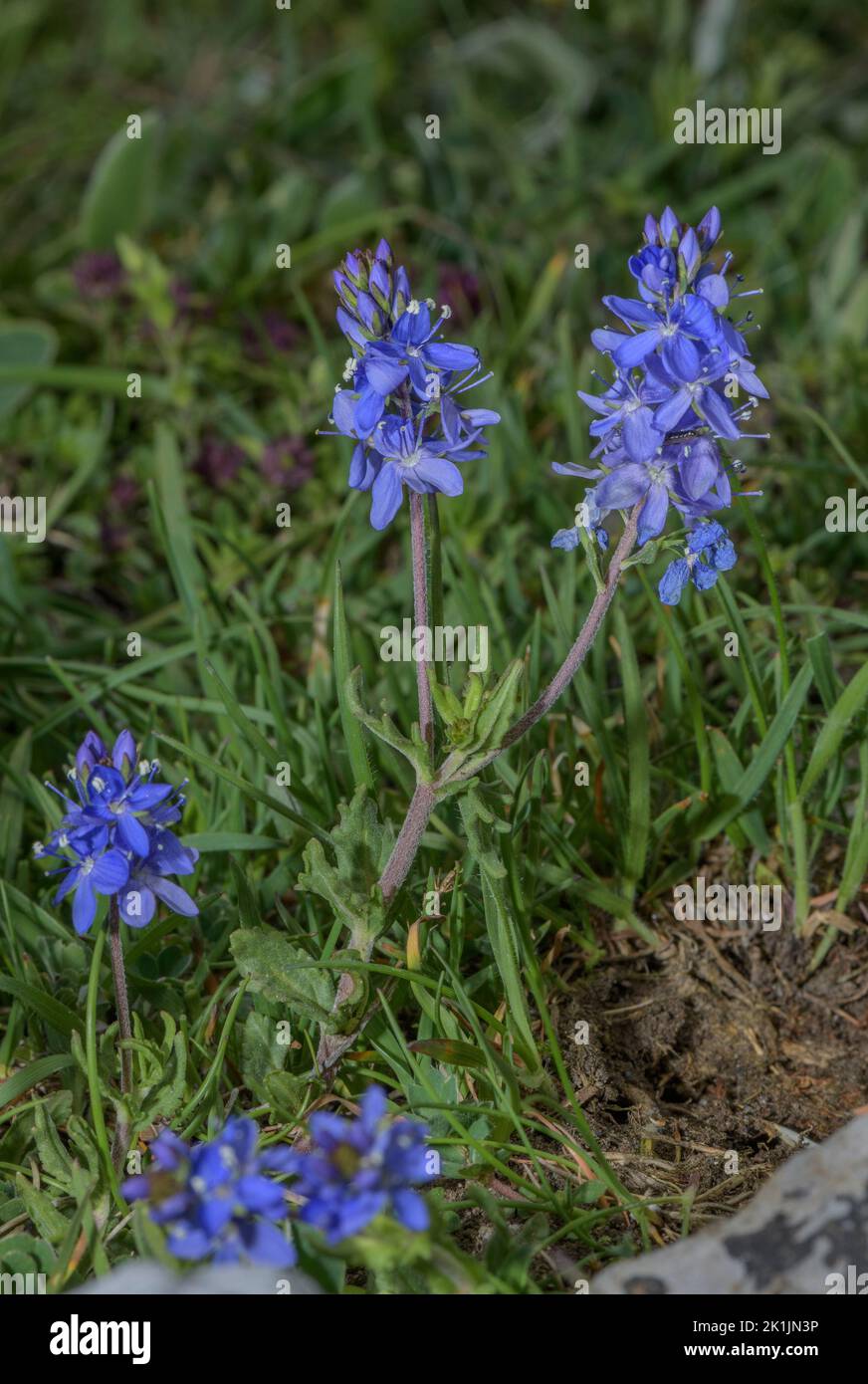 Prostrate speedwell, Veronica prostrata, in flower, Pyrenees Stock ...
