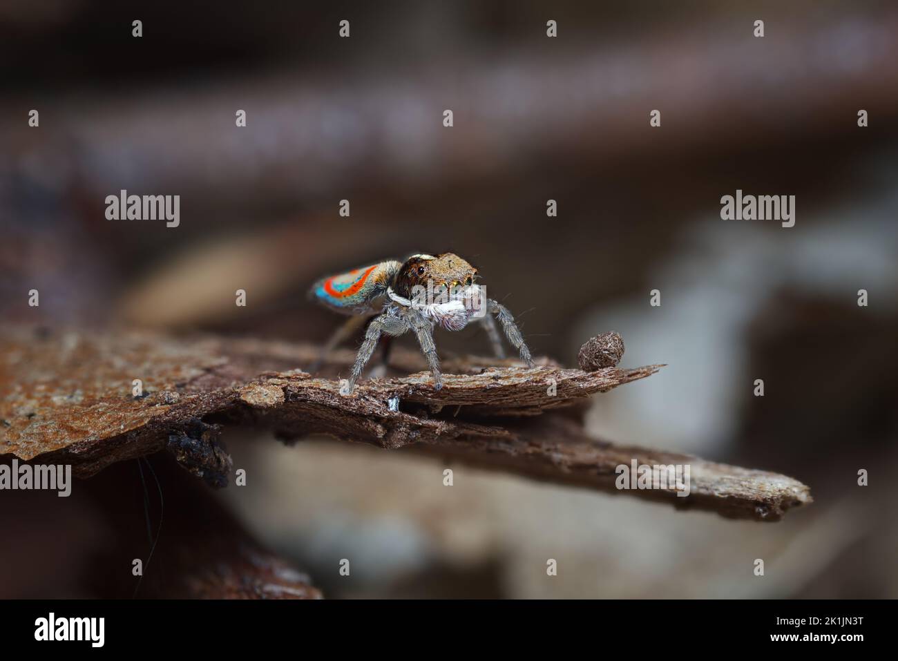 Male Peacock spider (Maratus pavonis) in his breeding colours Stock ...