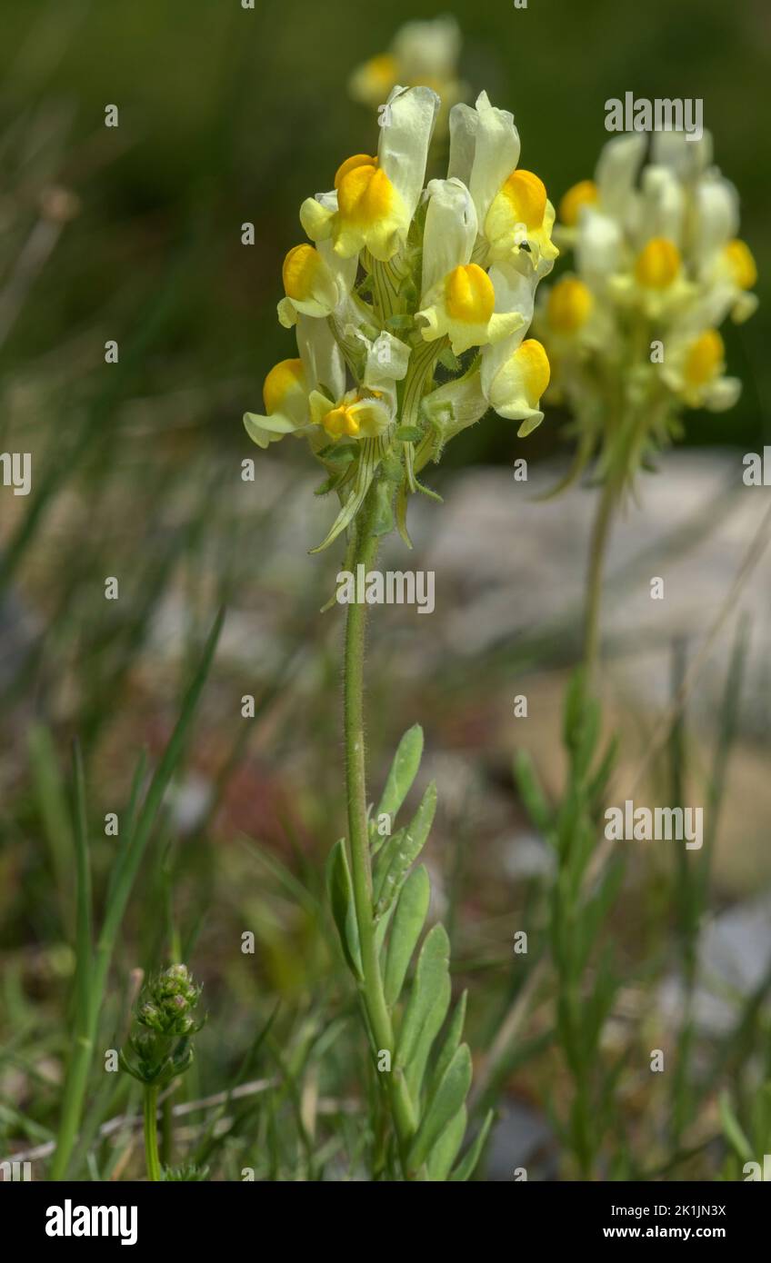 Prostrate Toadflax, Linaria supina, in the form formerly known as ...