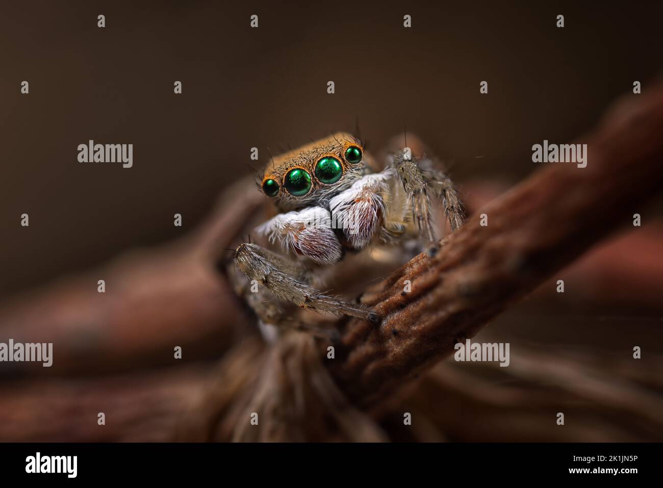 Male Peacock spider (Maratus pavonis) in his breeding colours Stock ...