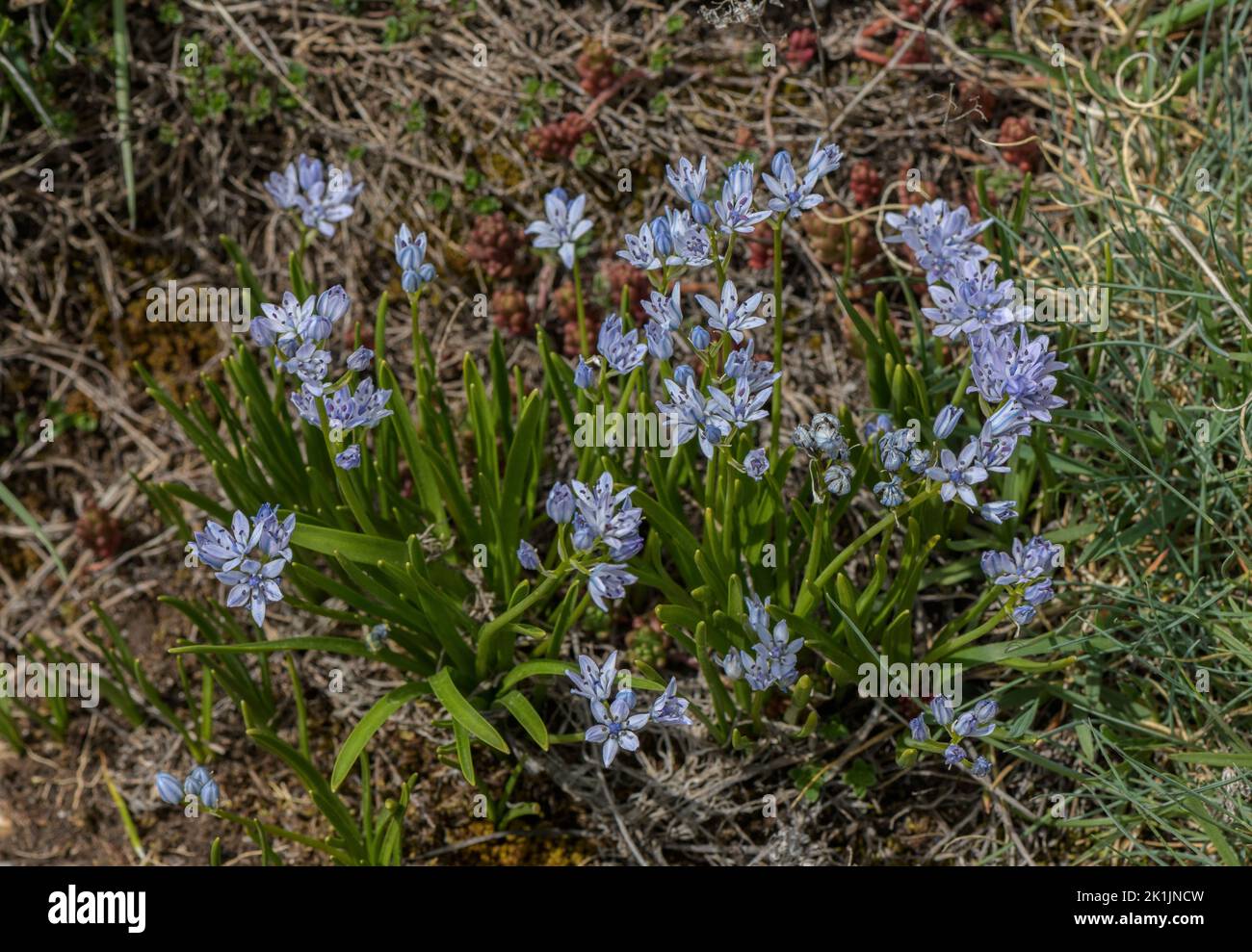 Spring squill, Scilla verna, in flower in high alpine pasture, Pyrenees ...