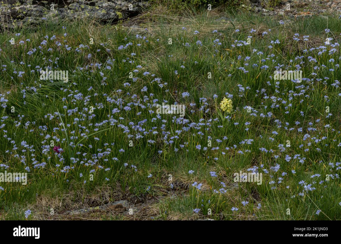 Spring squill, Scilla verna, in flower in high alpine pasture, Pyrenees ...