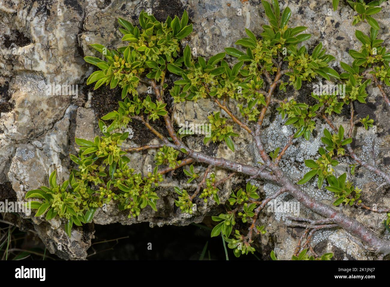 Dwarf buckthorn, Rhamnus pumila in flower. Ancient woody plant, growing ...
