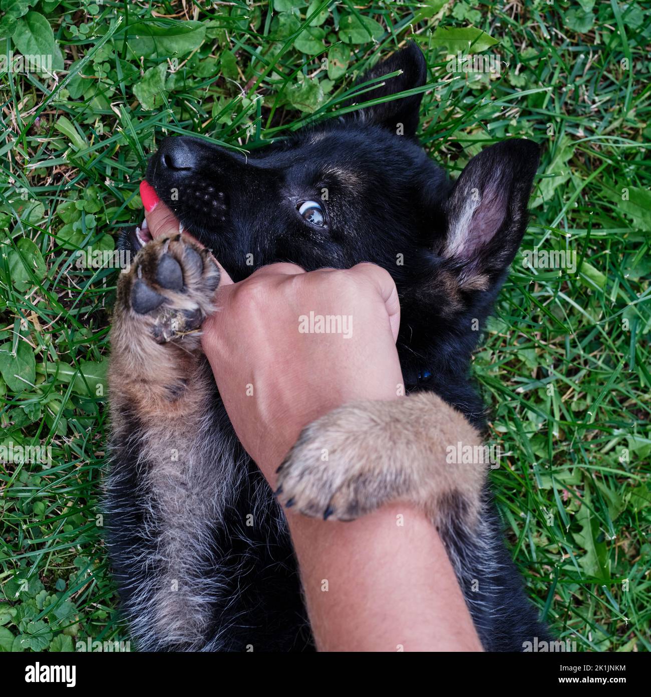 Animal painted nails hi-res stock photography and images - Alamy