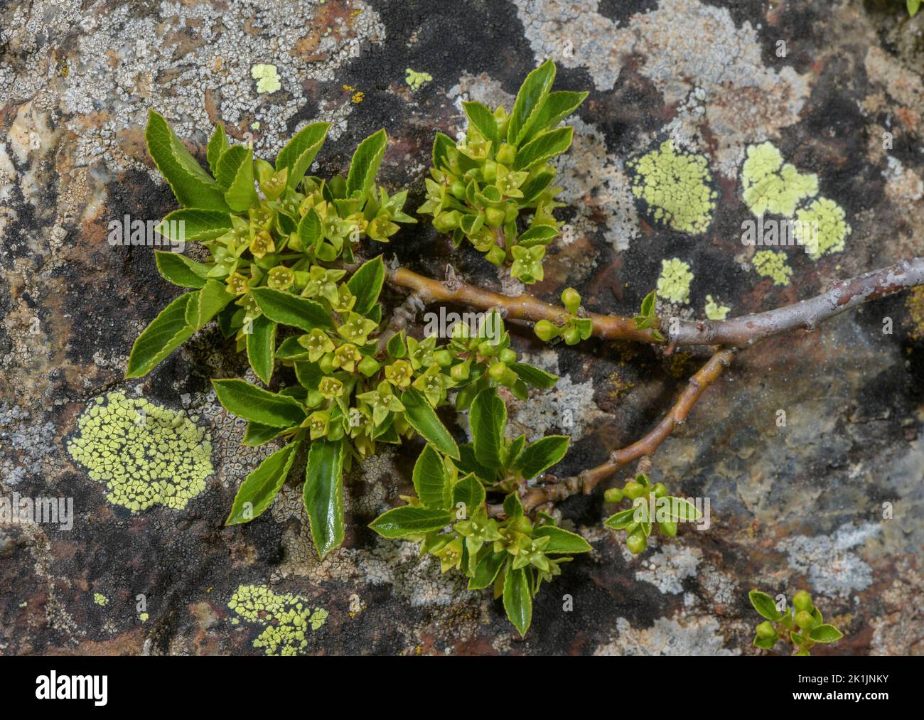 Dwarf buckthorn, Rhamnus pumila in flower. Ancient woody plant, growing ...