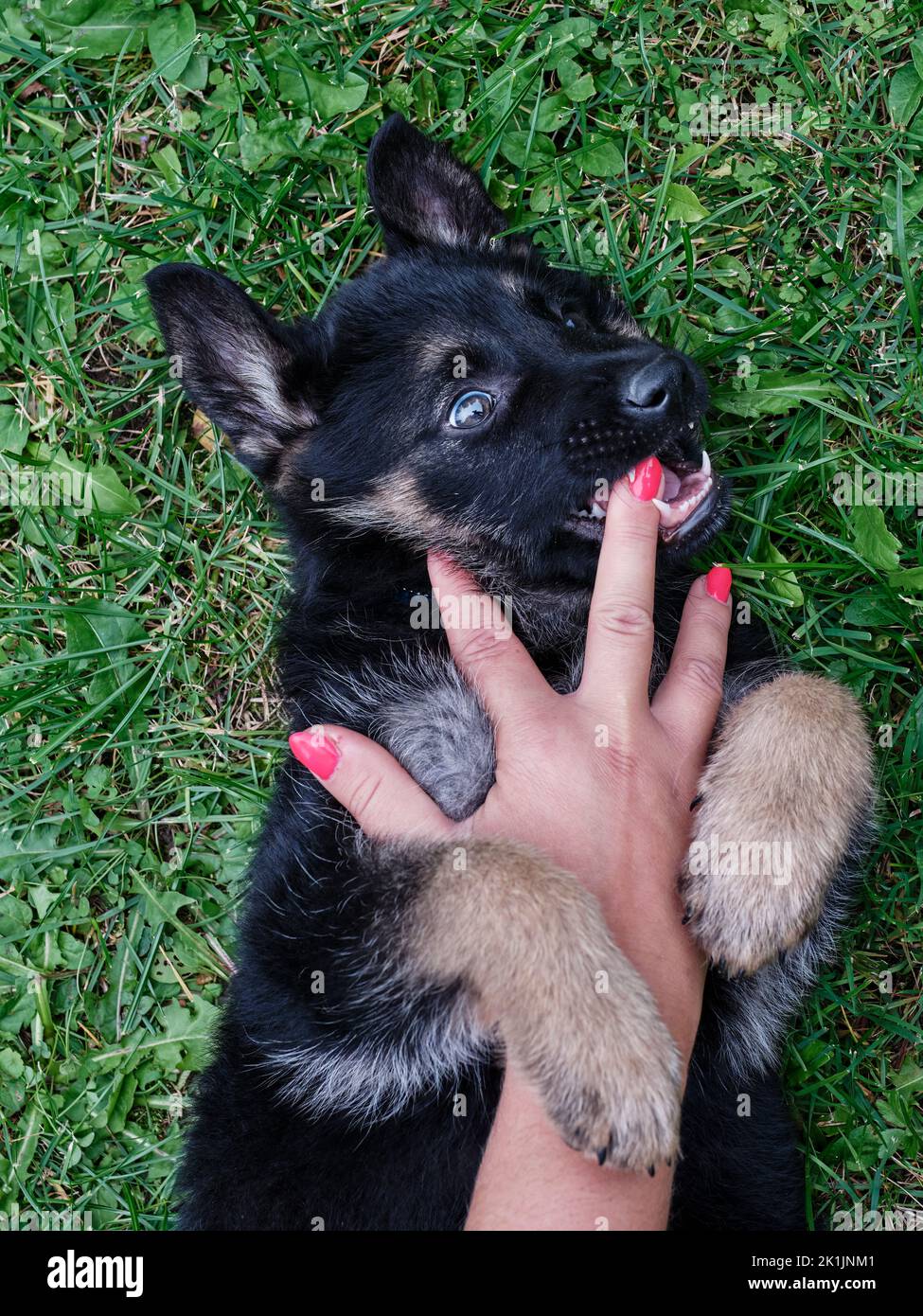 Animal painted nails hi-res stock photography and images - Alamy