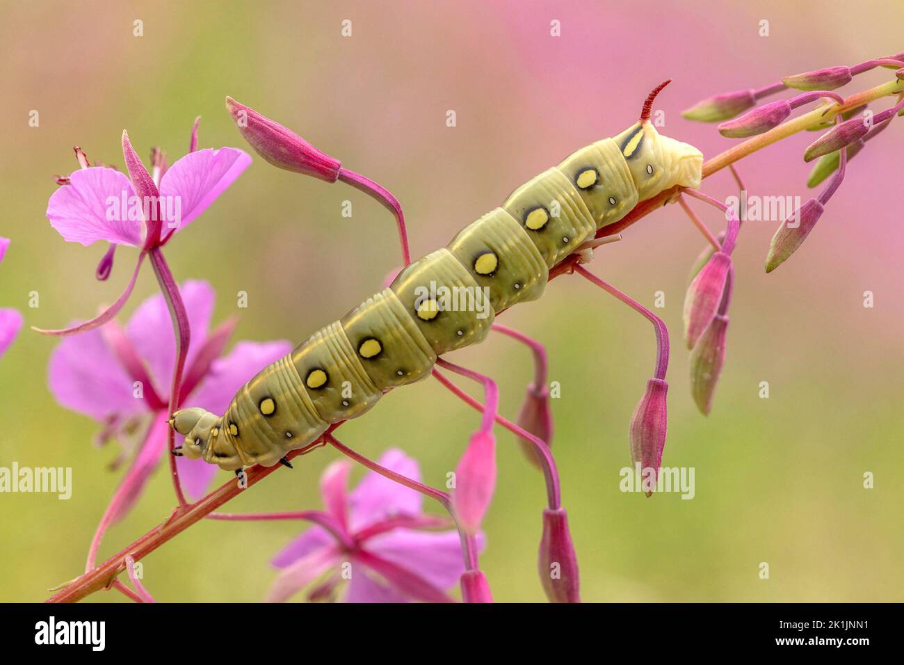 Labkrautschwärmer, Schwärmer, Sphingidae, Raupe, Hyles gallii ...