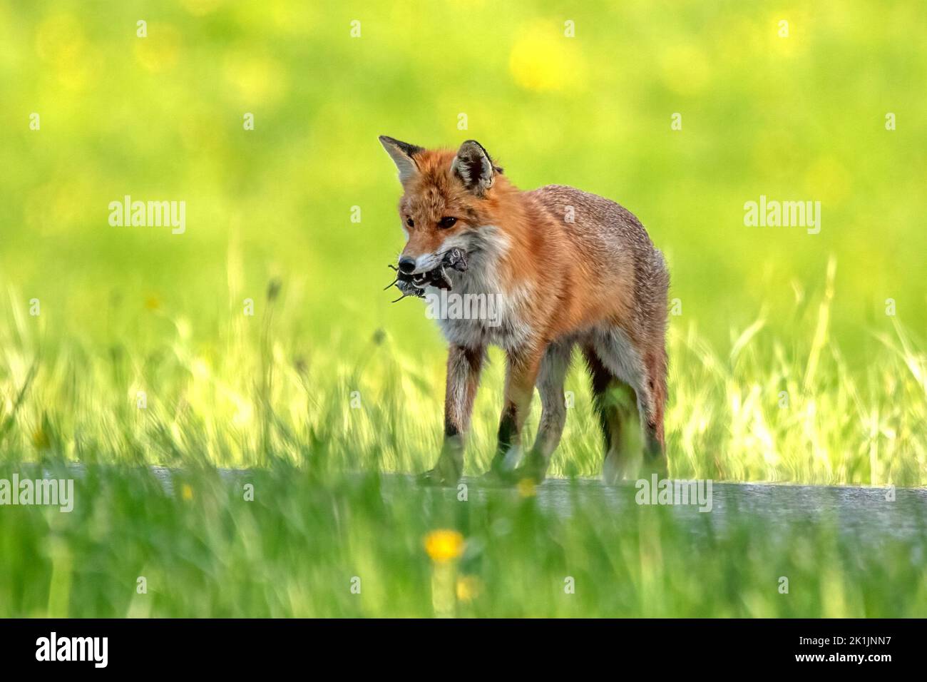 Fuchs, Rotfuchs, Vulpes vulpes, Säugetier, Tier, Natur, Schweiz *** Local Caption *** Vulpes ...