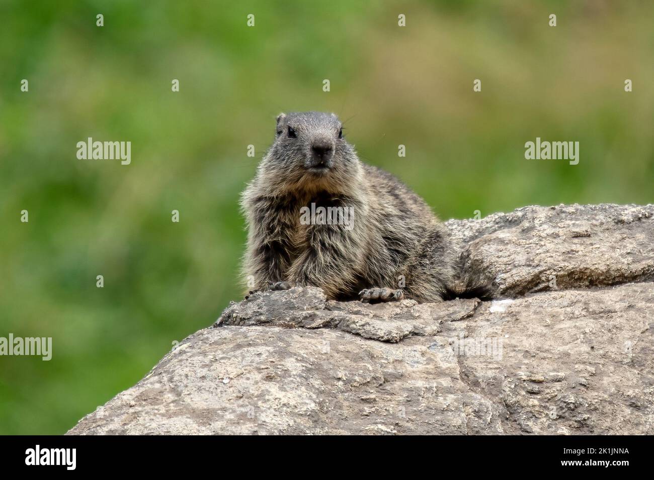 Murmeltier, Alpenmurmeltier, Marmota marmota, Säugetier, Tier, Natur, Schweiz *** Local Caption ...