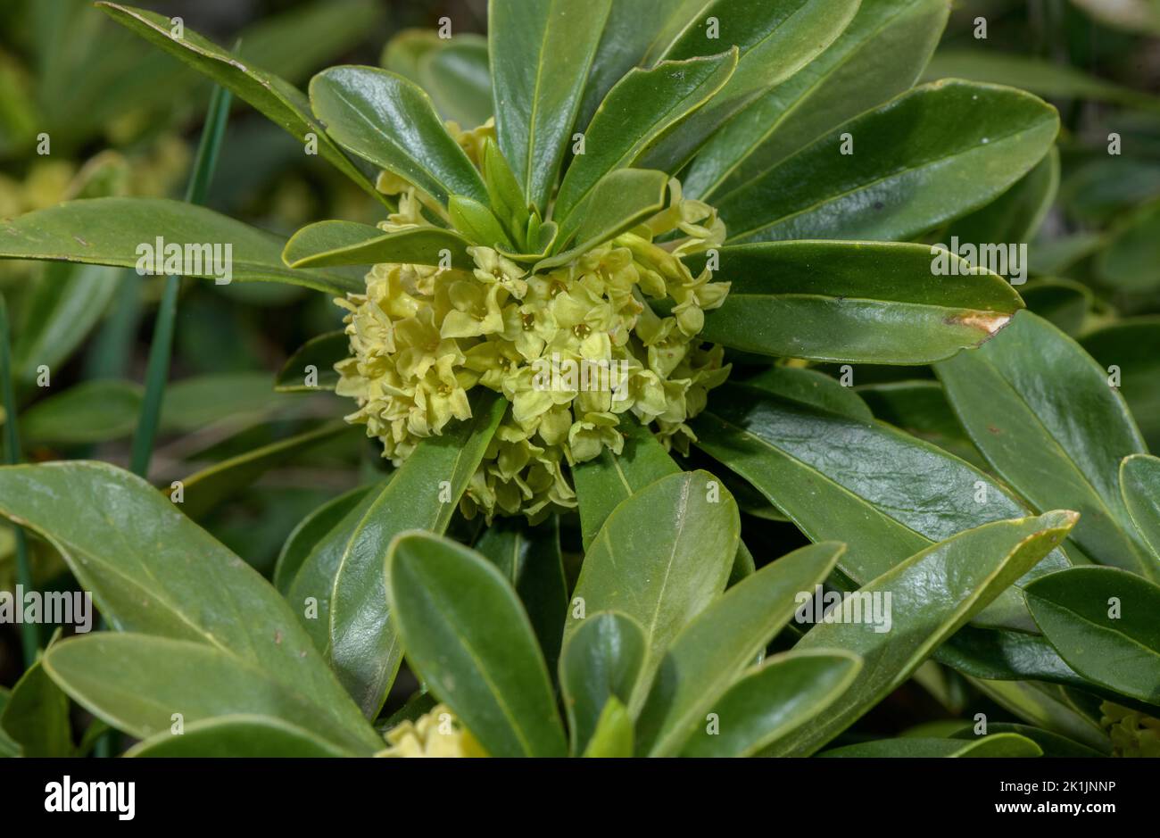 Spurge laurel flowers hi-res stock photography and images - Alamy