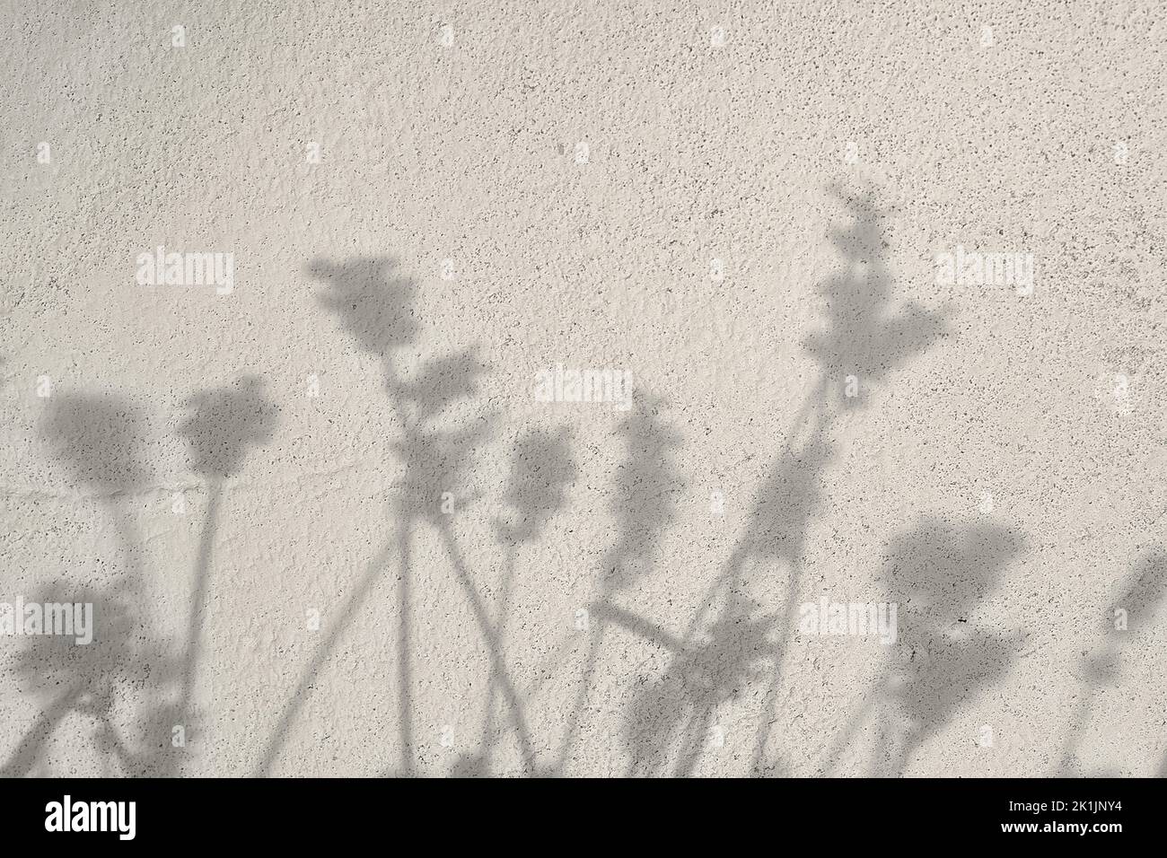 Shadow of flowers on beige concrete wall texture background Stock Photo - Alamy