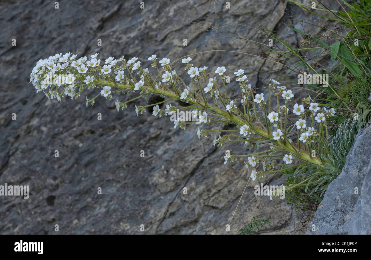 Pyrenean Saxifrage, Saxifraga longifolia, in flower on limestone cliff ...