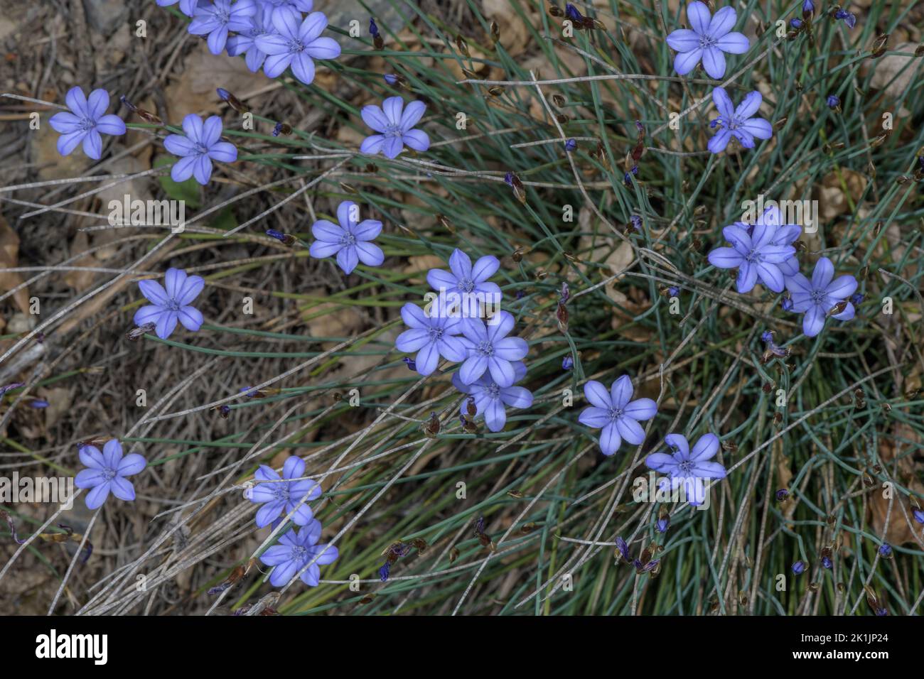 Grass lily hi-res stock photography and images - Alamy