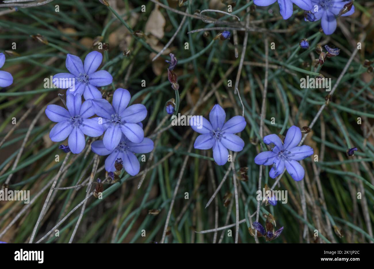 Blue aphyllanthes monspeliensis hi-res stock photography and images - Alamy
