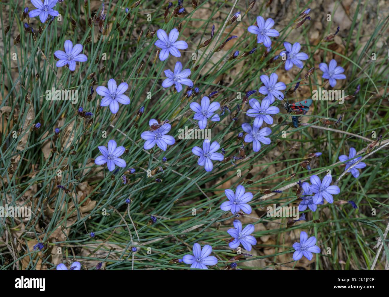 Blue Grass Lily, Aphyllanthes monspeliensis, in flower in garrigue ...