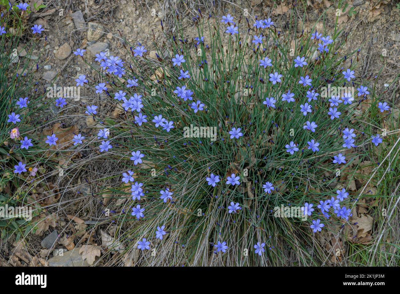 Blue Grass Lily, Aphyllanthes monspeliensis, in flower in garrigue ...