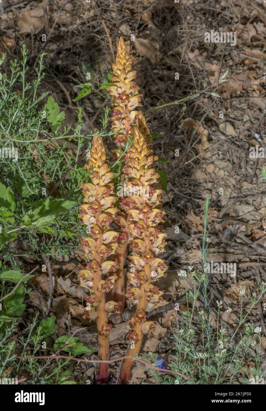 Greater Broomrape, Orobanche rapum-genistae parasitic on shrubby ...