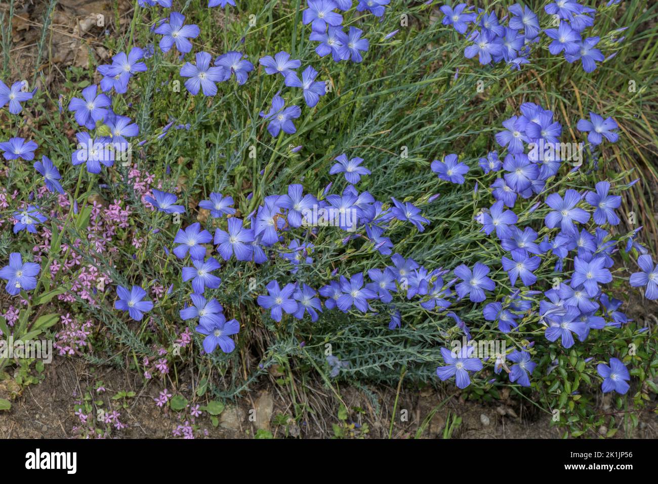 Narbonne blue flax hi-res stock photography and images - Alamy