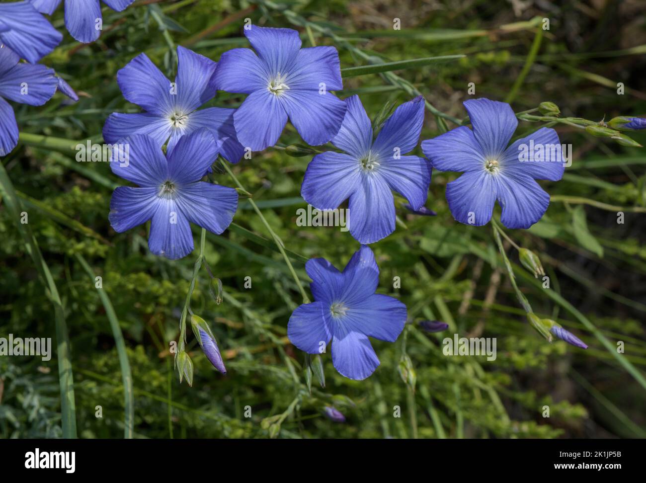 Narbonne blue flax hi-res stock photography and images - Alamy