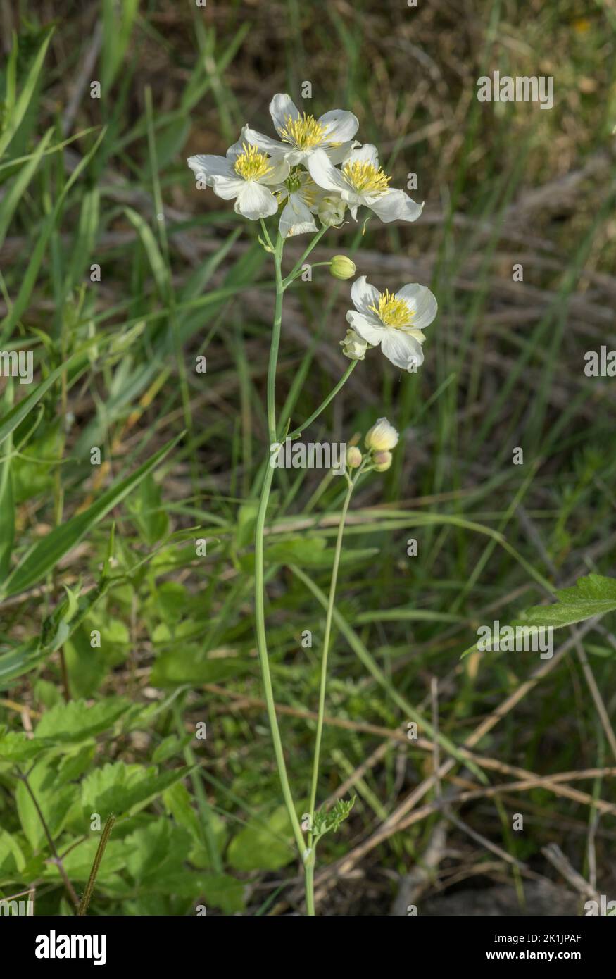 Tuberous-rooted meadow rue, Thalictrum tuberosum in flower on dry slope ...