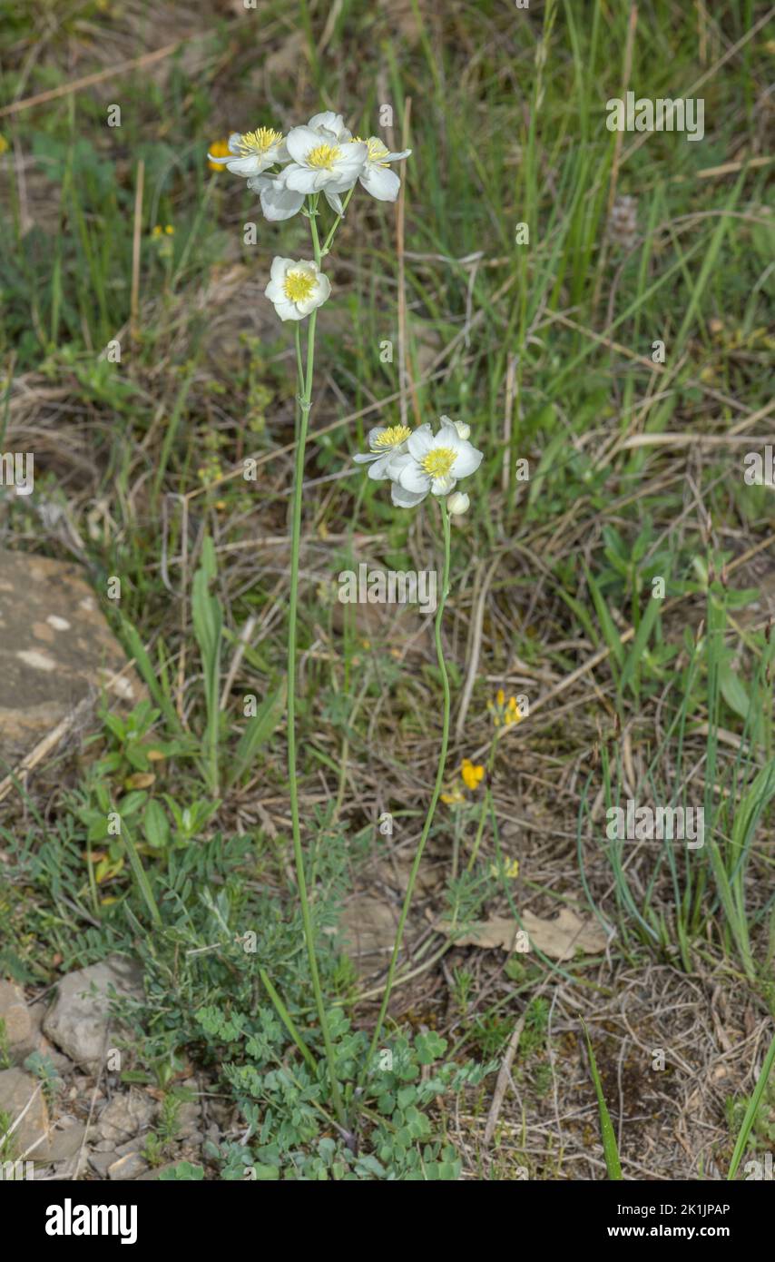 Tuberous-rooted meadow rue, Thalictrum tuberosum in flower on dry slope ...
